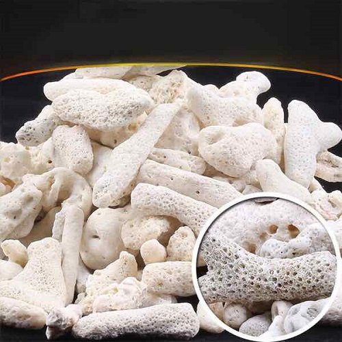 Hướng Dẫn Mua Bán San Hô Lọc Chất Lượng - Thiết kế thi công hồ hải sản ...