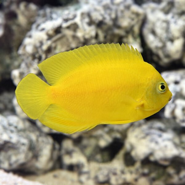 CÁ HỀ NEMO – OCELLARIS CLOWNFISH - Cá Cảnh Biển Đẹp